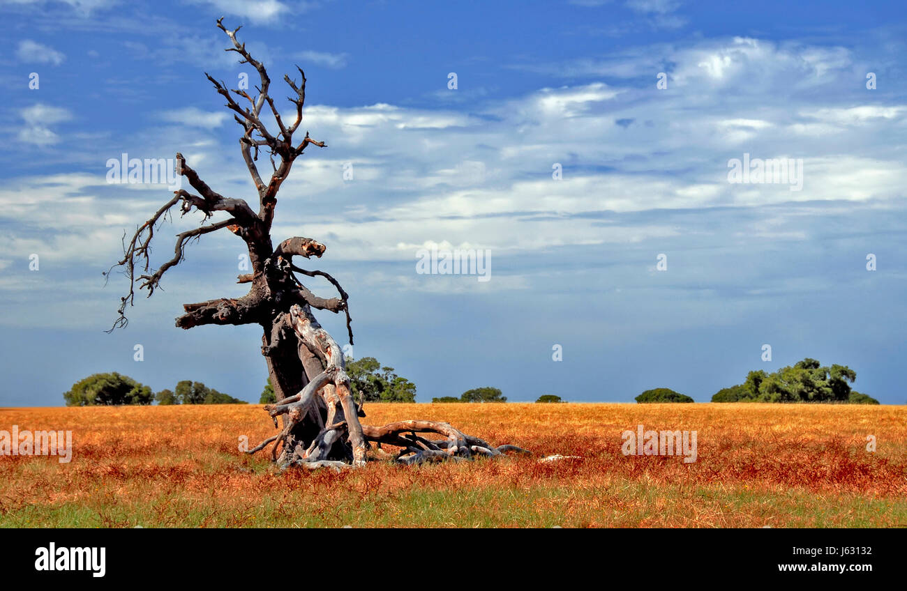 tree australia steppe dryness drought outback scenery countryside ...