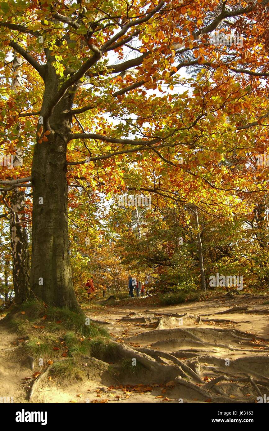 tree oak root path way meadow grass lawn green forest trunk fall autumn ...