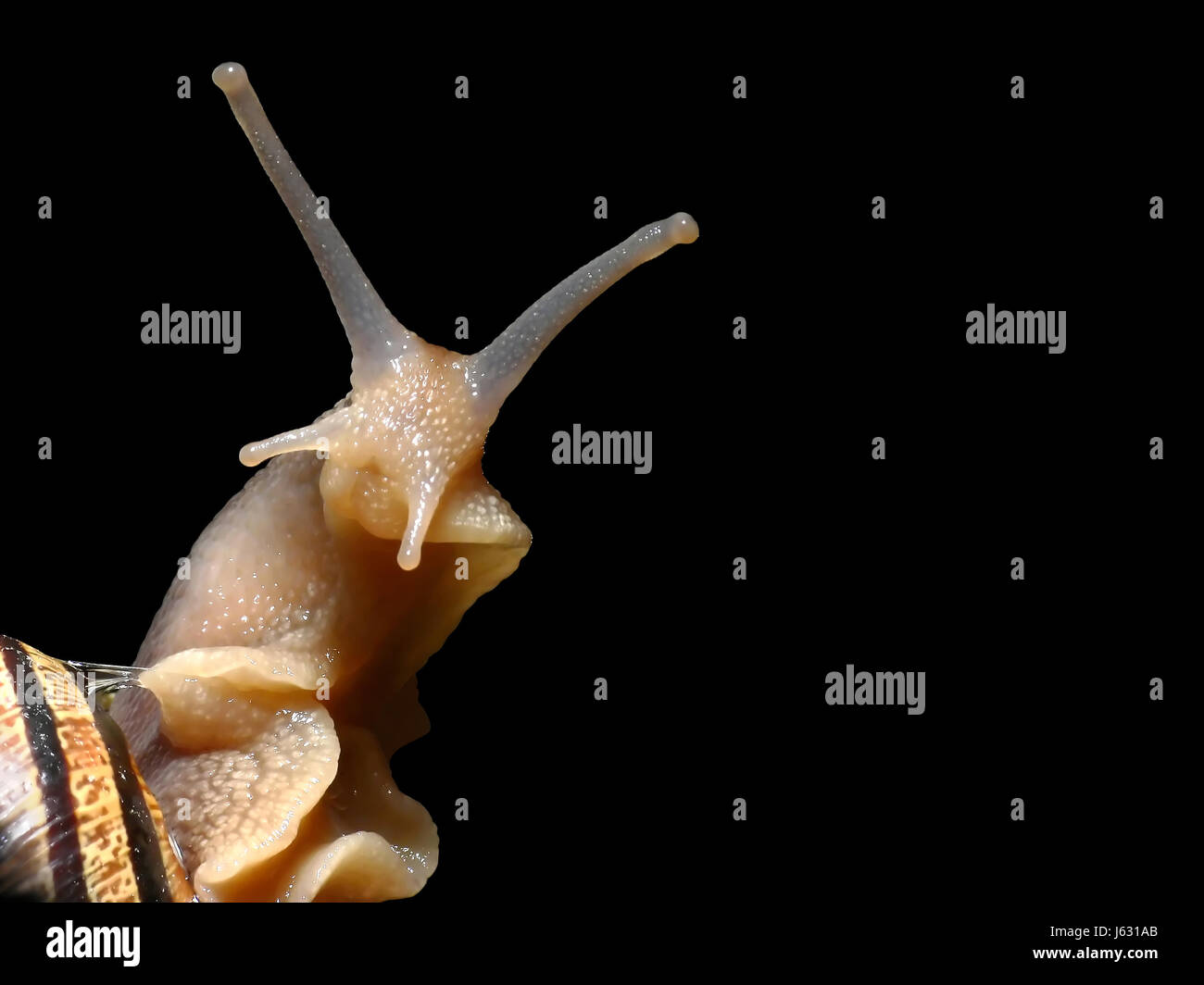 isolated shell wet snail antennae moist unique macro close-up macro ...