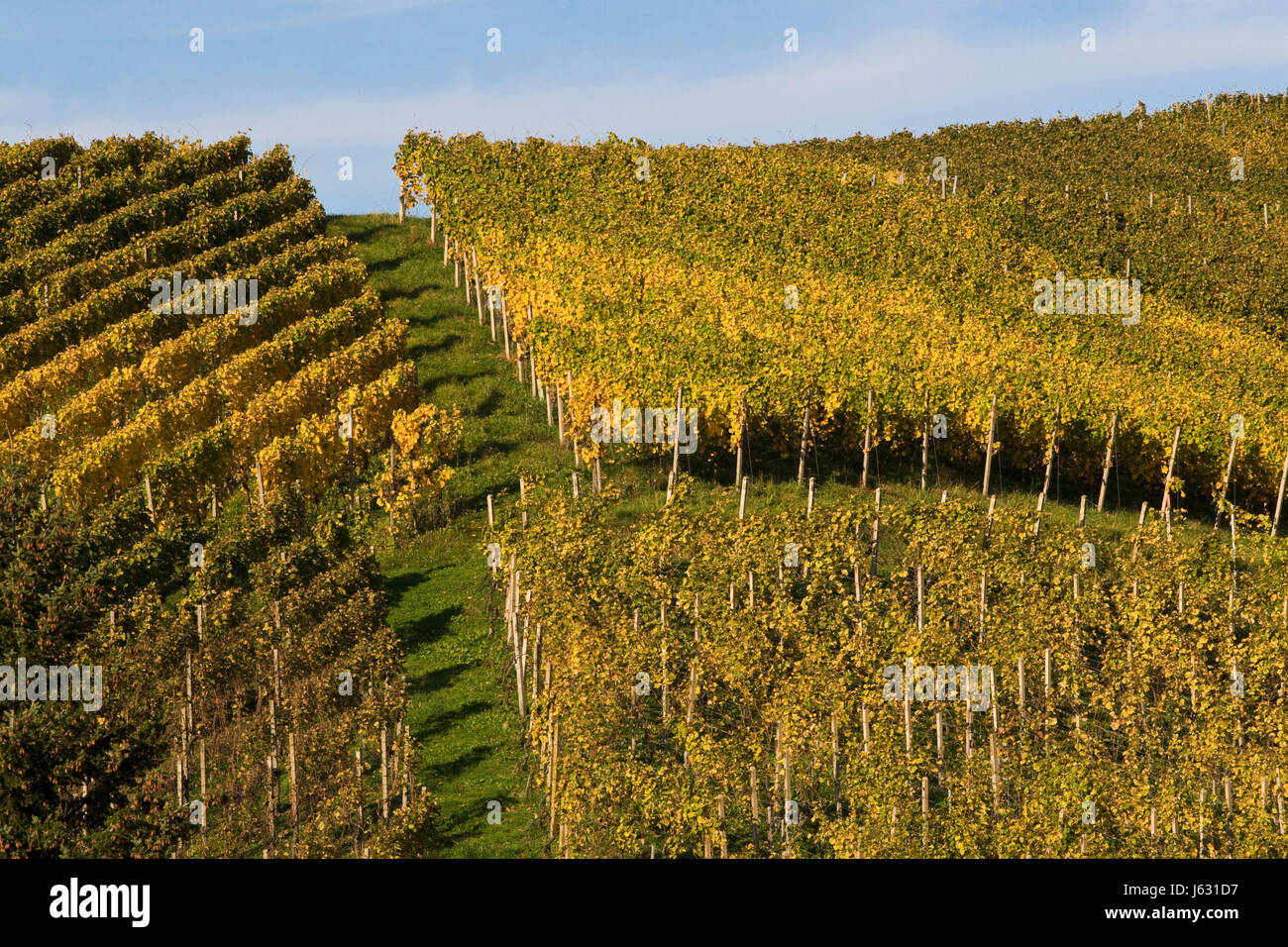 agriculture farming cultivation of wine vineyard vines viticulture fall ...