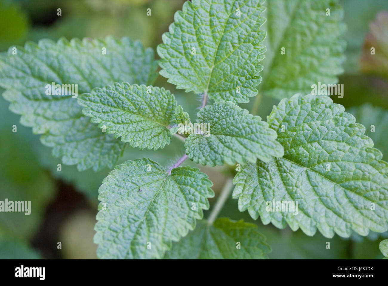 green leaves melissa lemon balm leaf spice condiment colour plant green ...