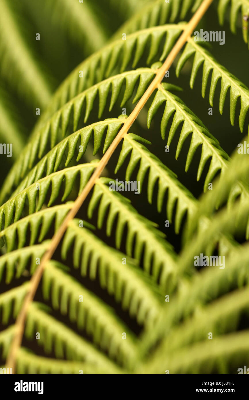 leaf tree botany new zealand fern plant green fauna flora grow ...