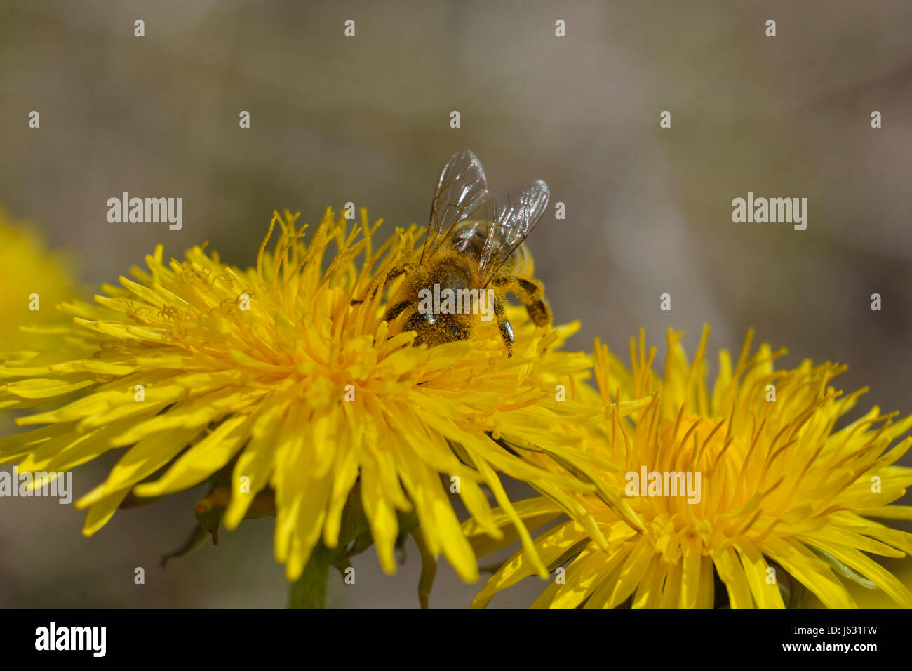 Bees collect pollen from flowers Stock Photo - Alamy