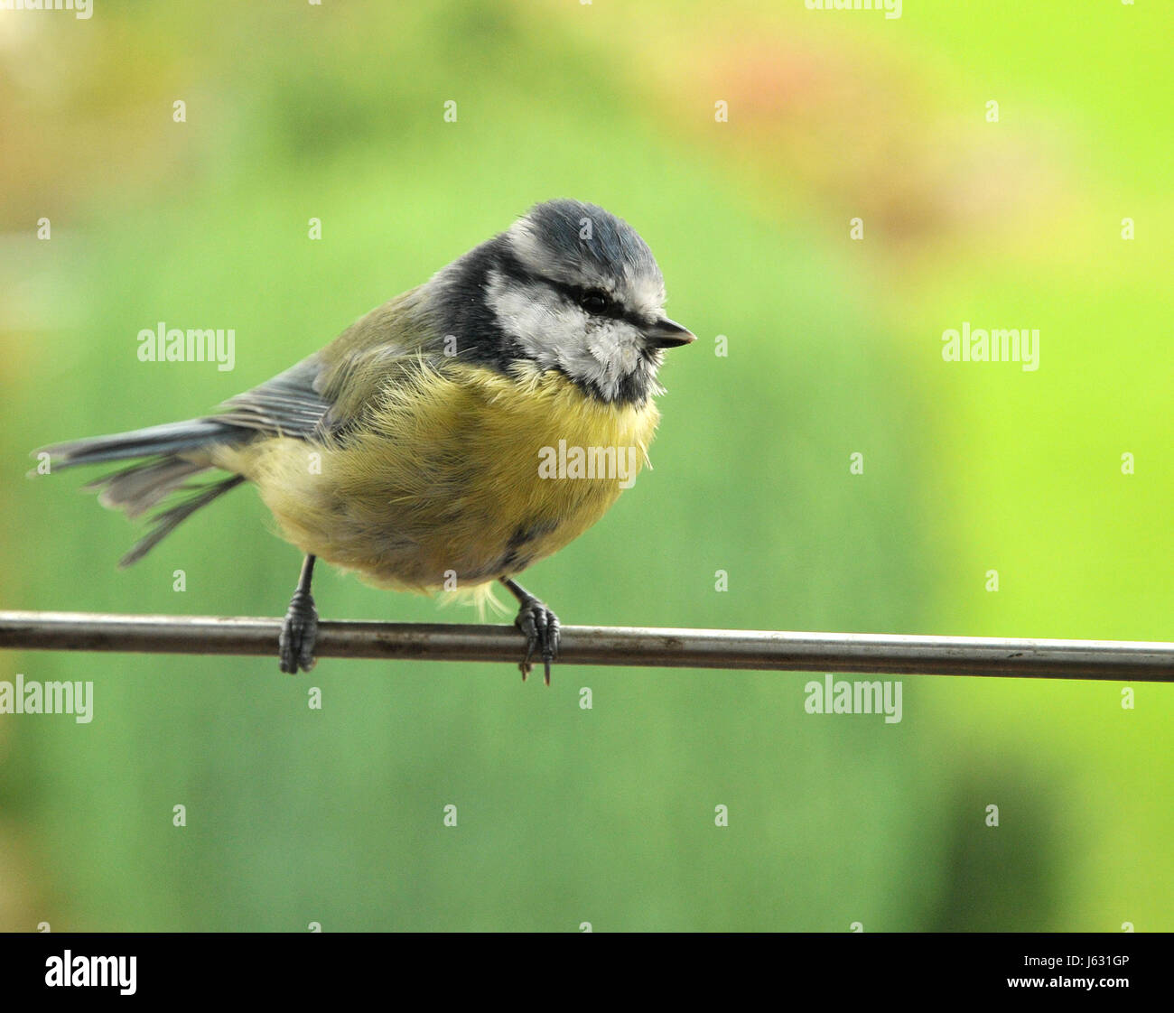 bird birds beak feathering titmouse singing-bird blue tit bobolinks beaks Stock Photo - Alamy