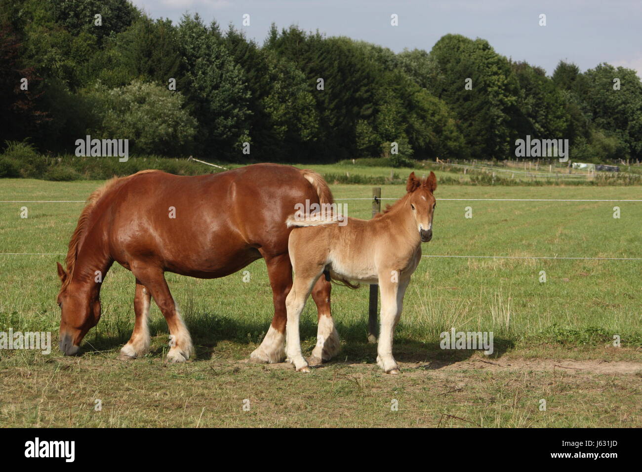 horse foal animal child cold blooded animal workhorse bucolic ride ...