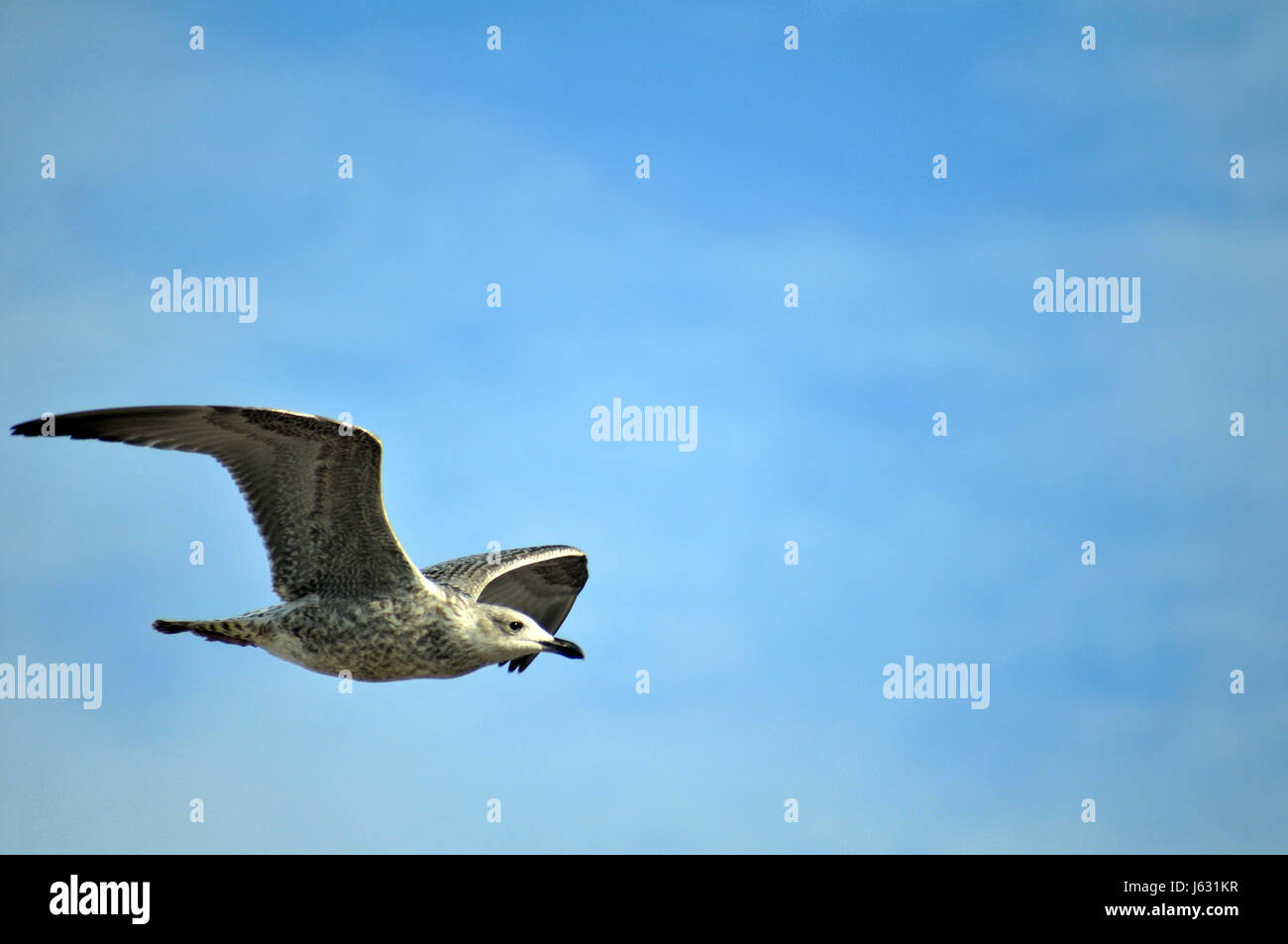 bird birds float feathering levitation seagull gull bird animals black ...