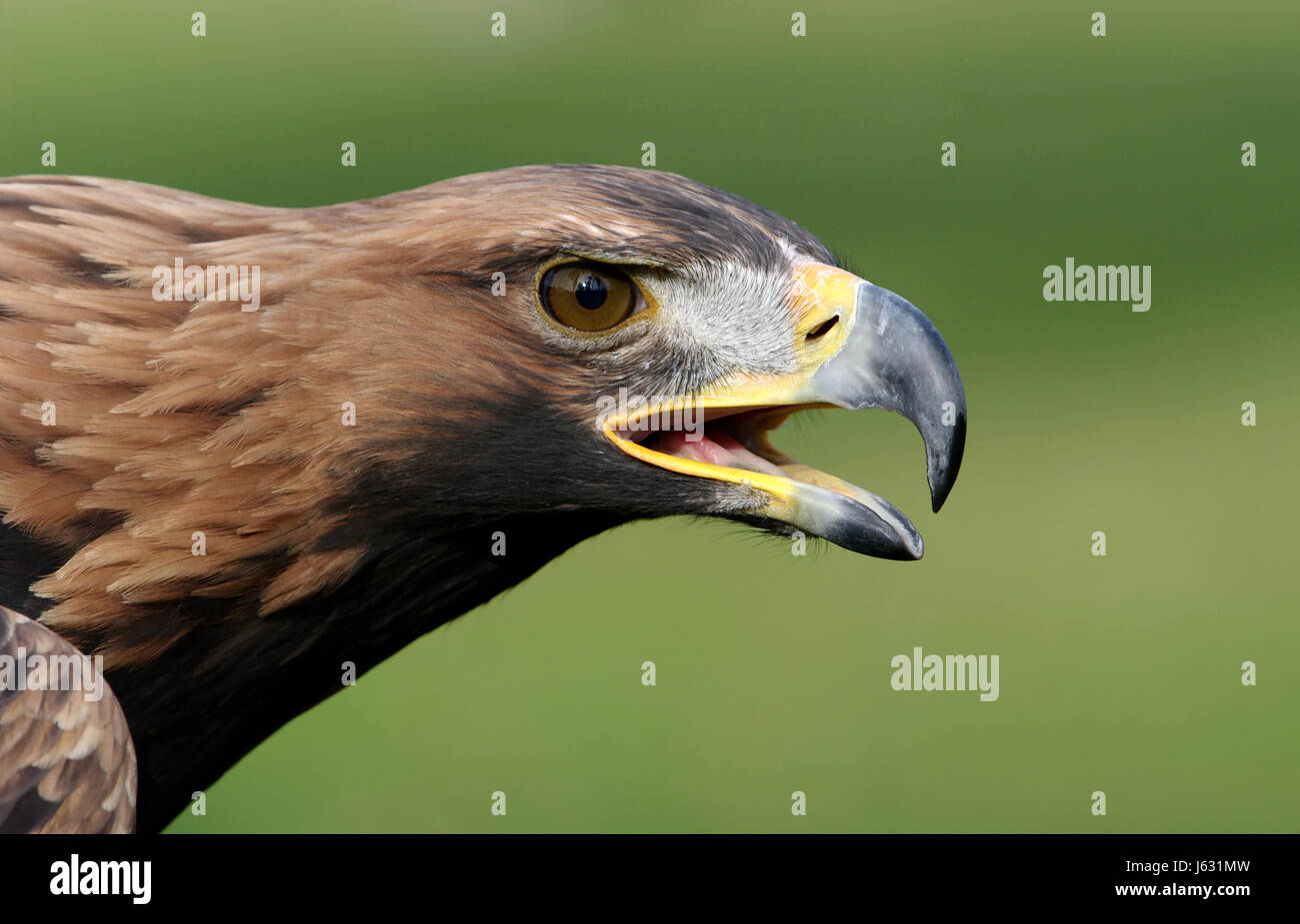 raptor birds of prey eagle golden eagle attack cry bird tongue alps eye ...