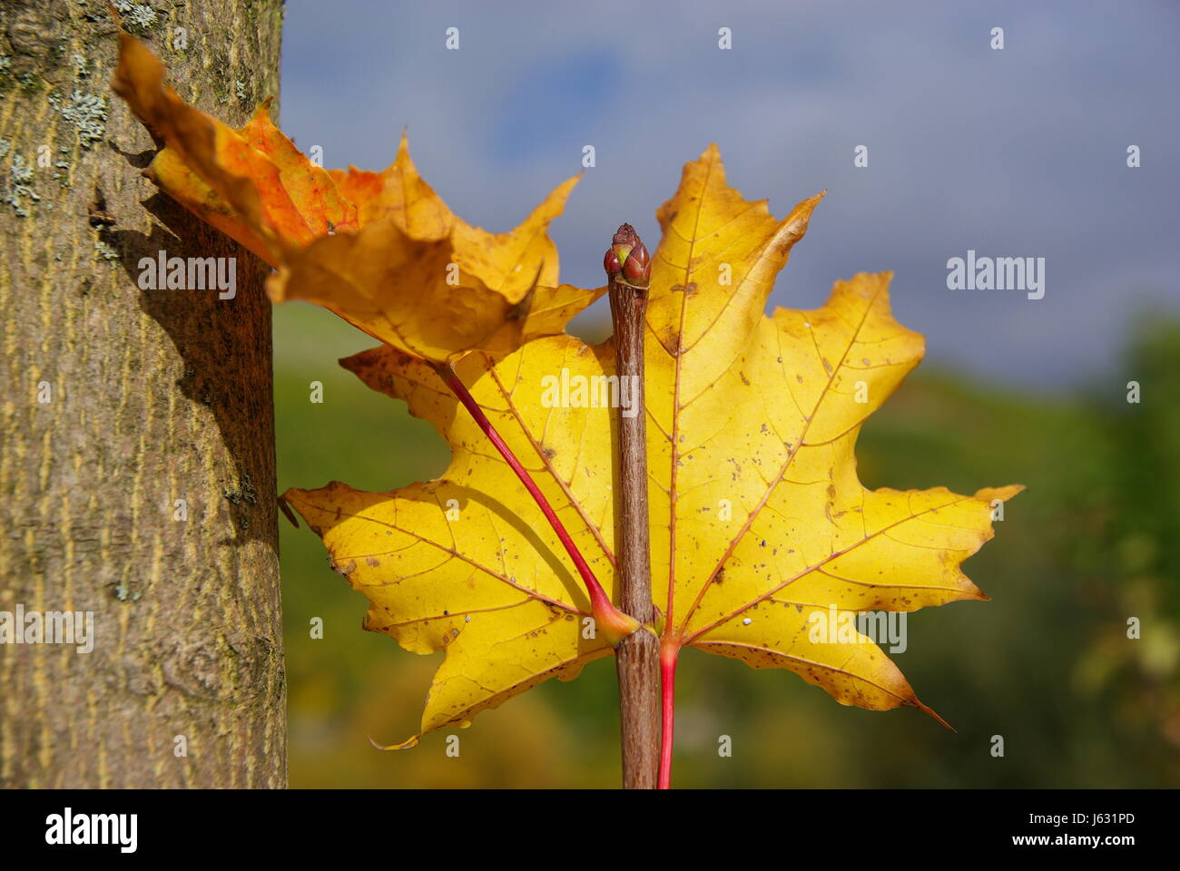 golden hang maple shine shines bright lucent light serene luminous ...