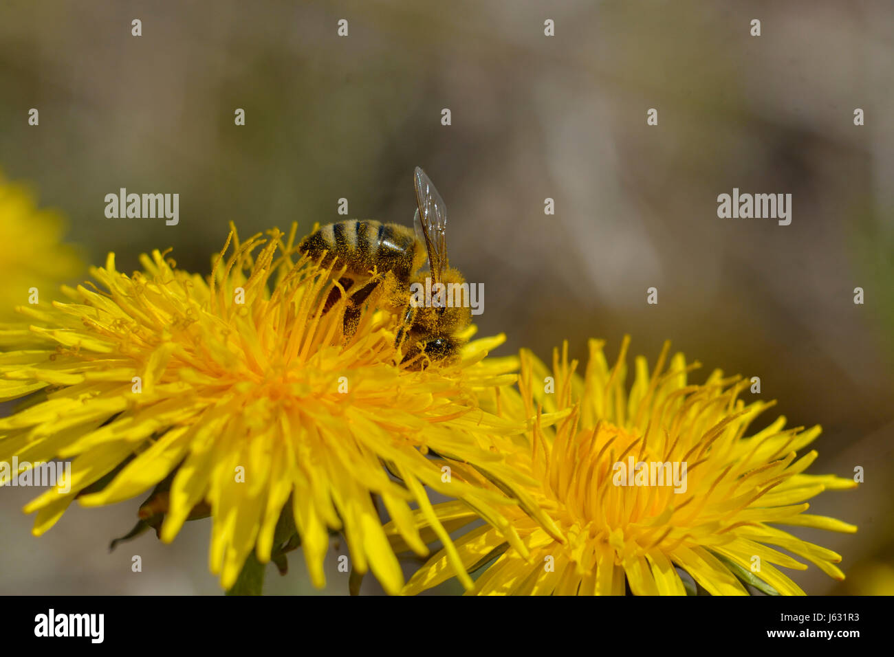 Bees collect pollen from flowers Stock Photo - Alamy