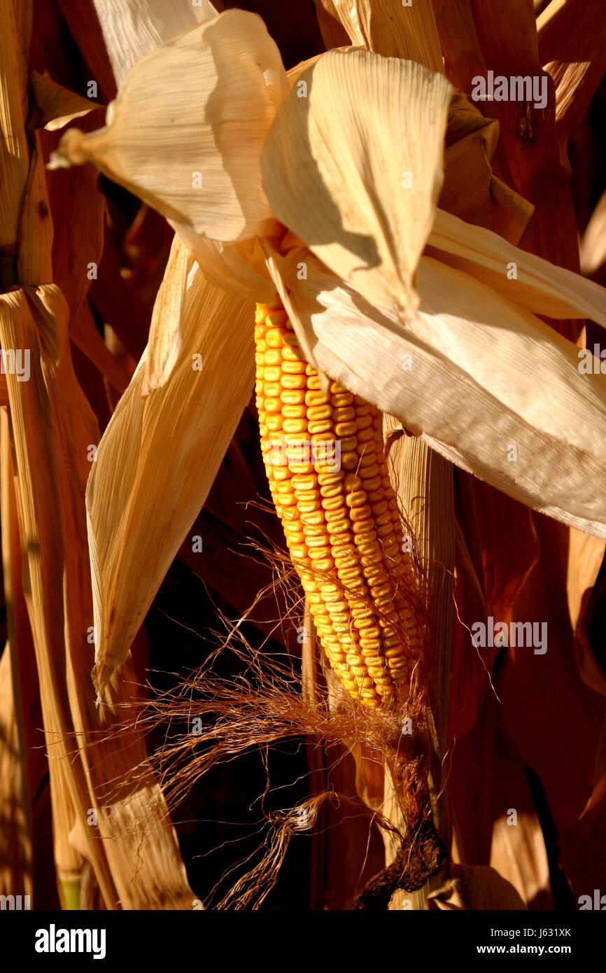 food aliment harvest corn corncob nutrition vegetable raw material ...