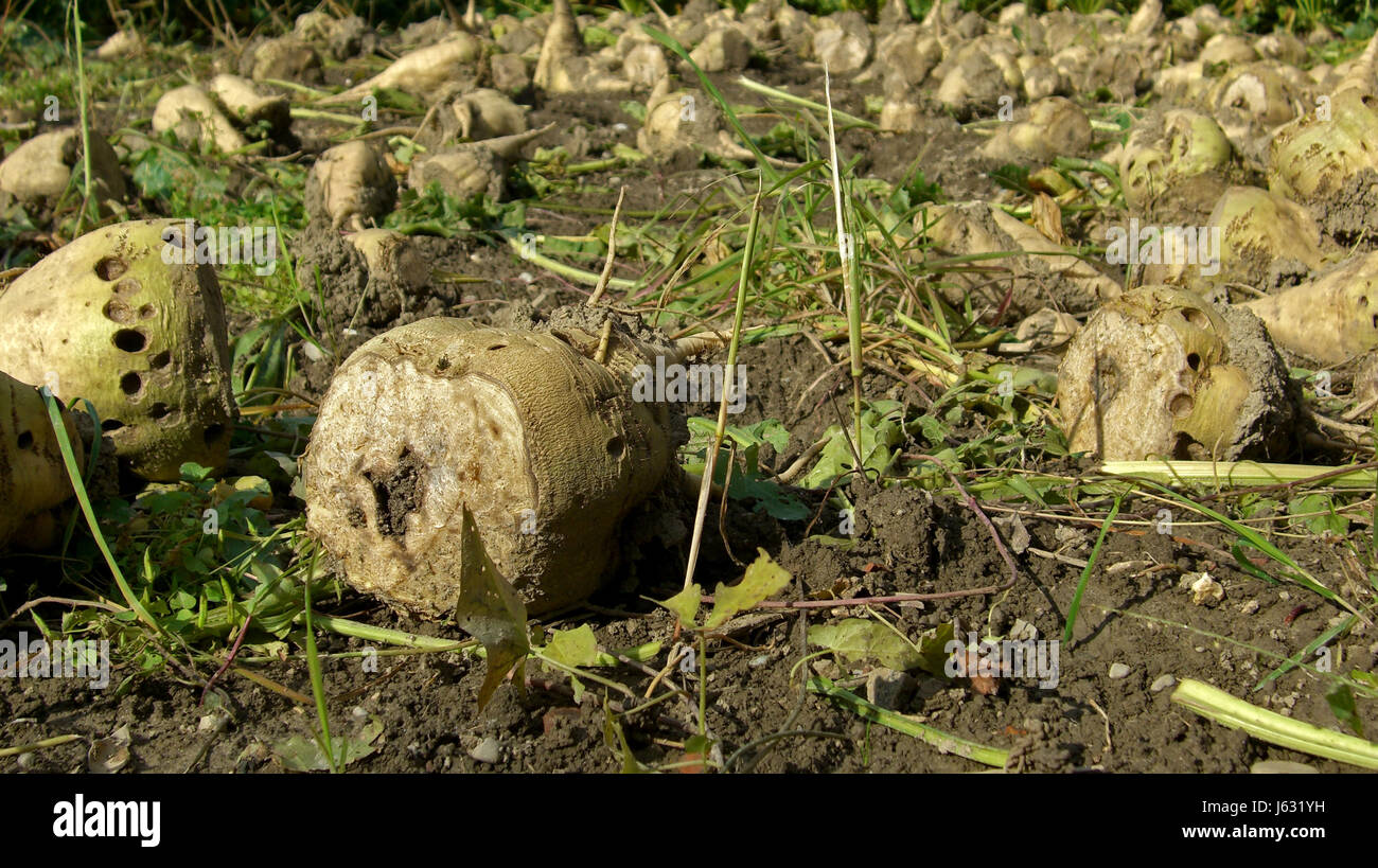 agriculture farming beets beet-harvest sugar beets harvest fall autumn ...