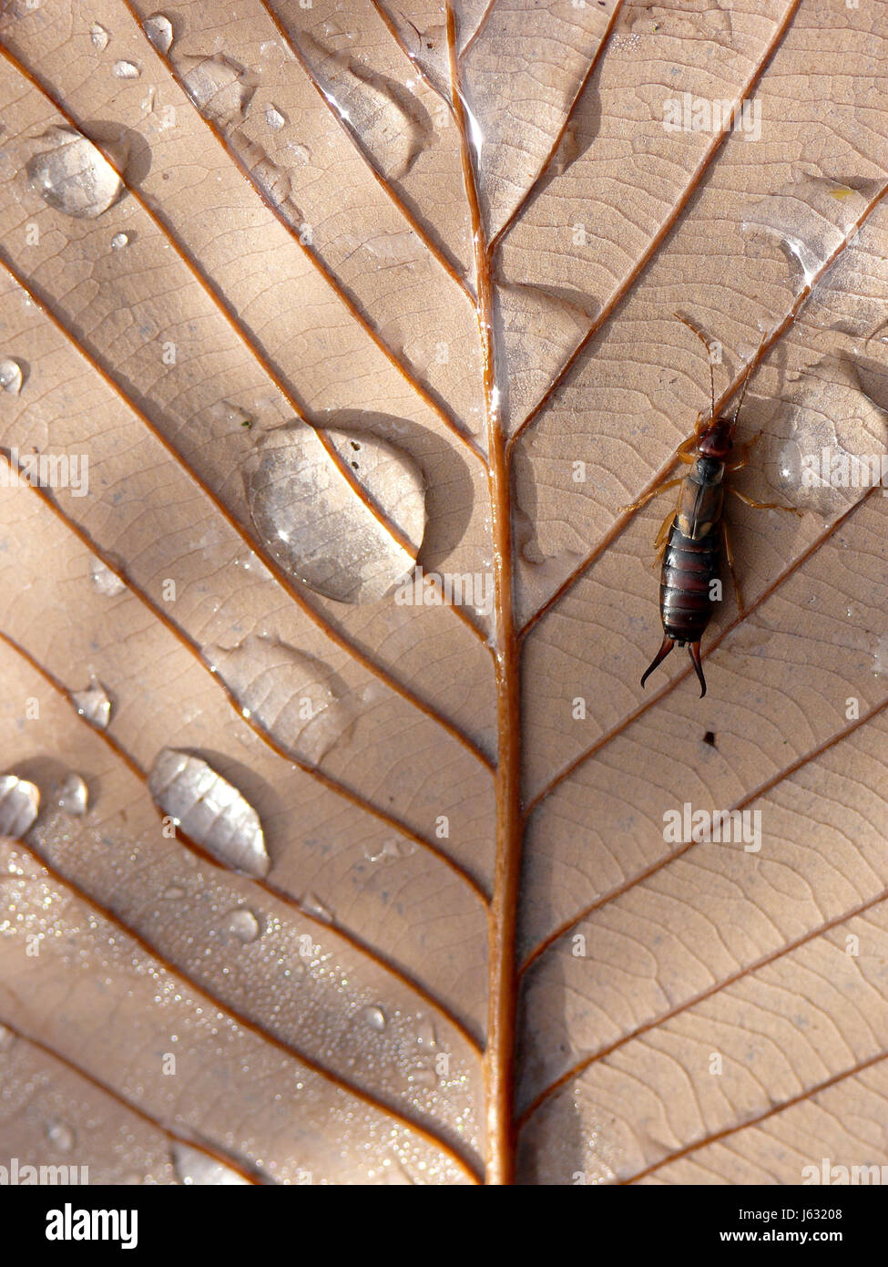environment enviroment insect leaves foliage water nature drop drip ...