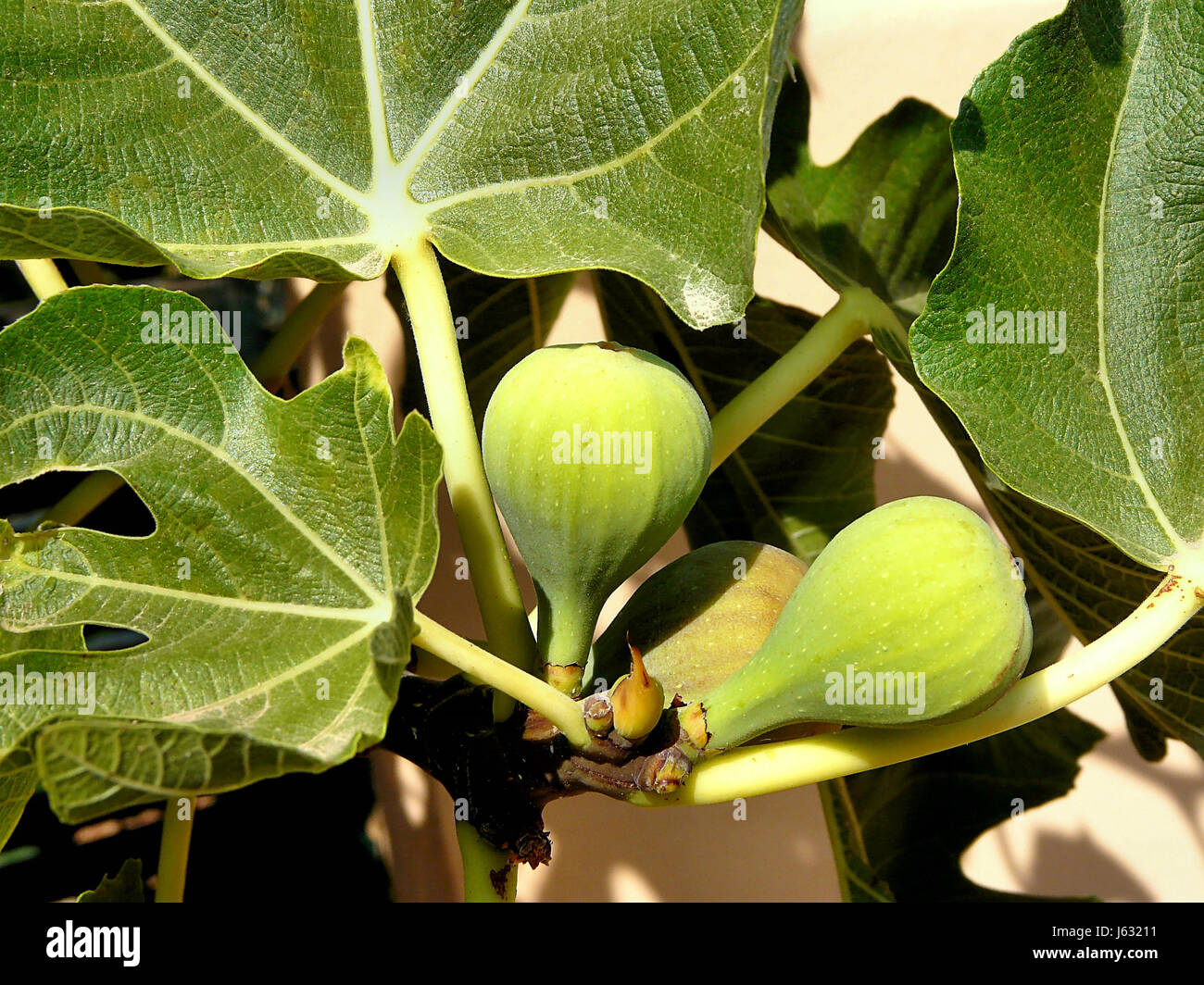Tropical Fruit Tree Leaves