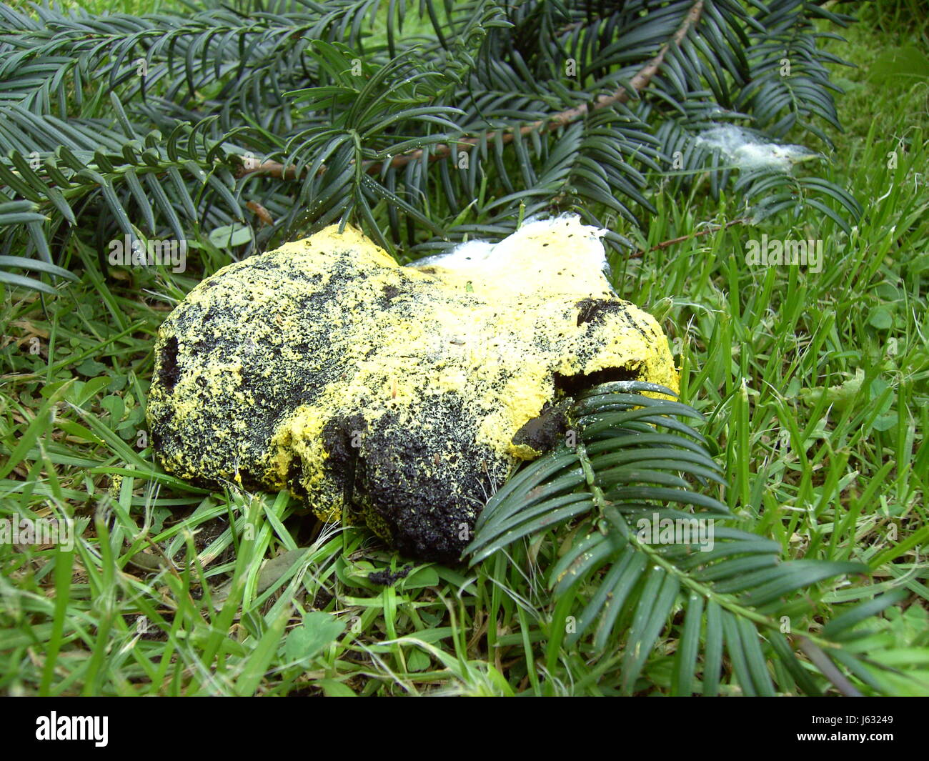 mucous mushroom fungus slime nature macro close-up macro admission ...