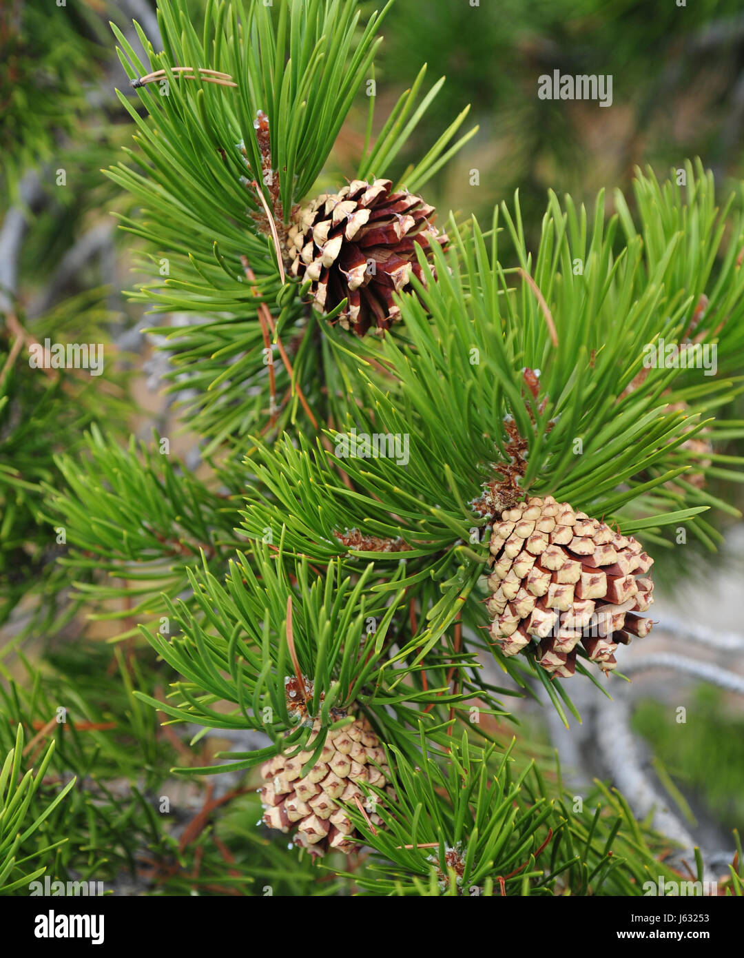 tree pine conifer cone needle forest tree brown brownish brunette pine ...