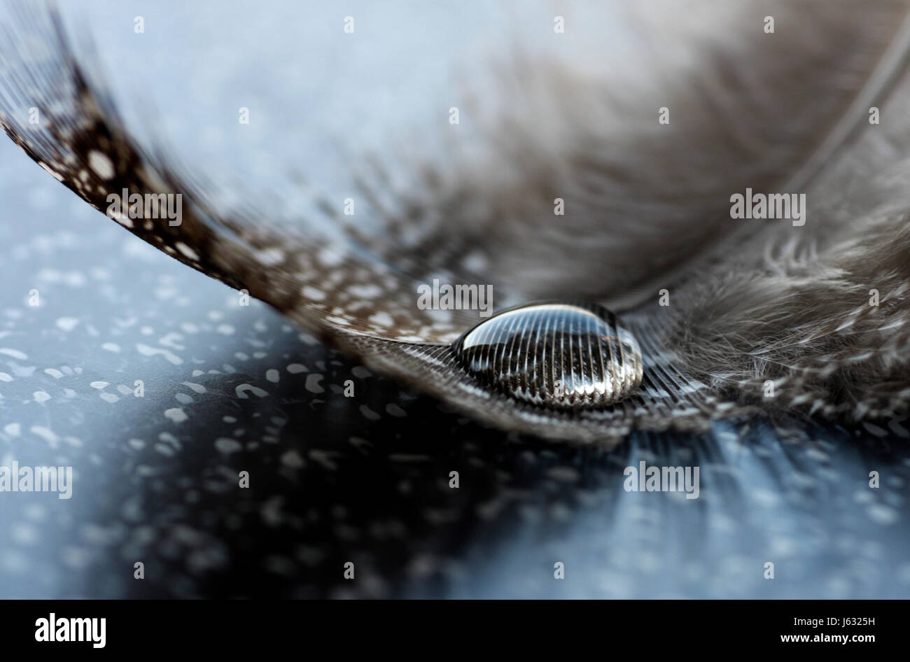 feeling wellness harmony facility unison feather down water feeling ...