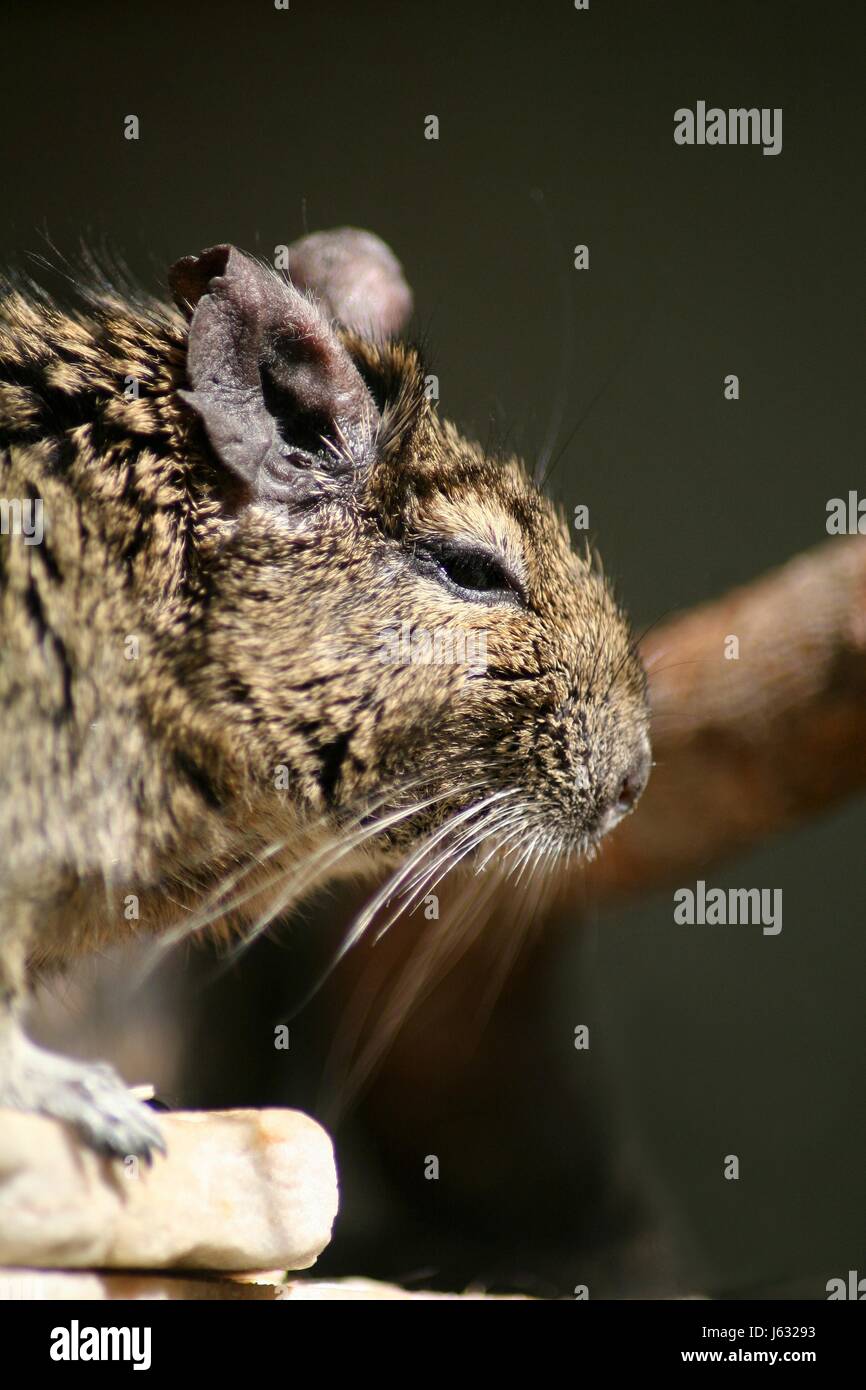 side view of degus Stock Photo - Alamy