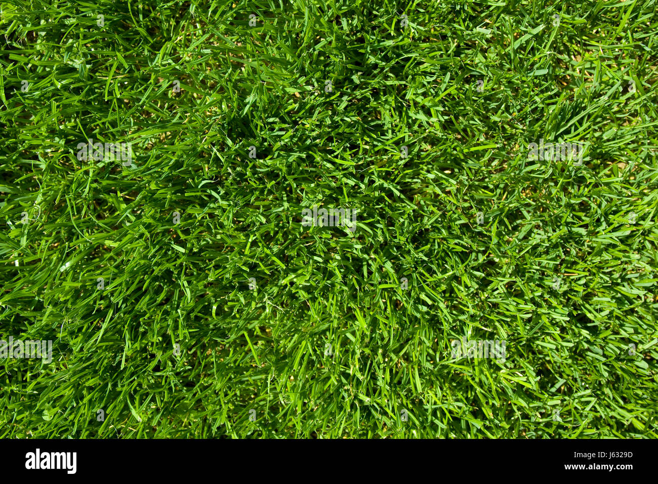 green topview meadow grass lawn backdrop background environment ...