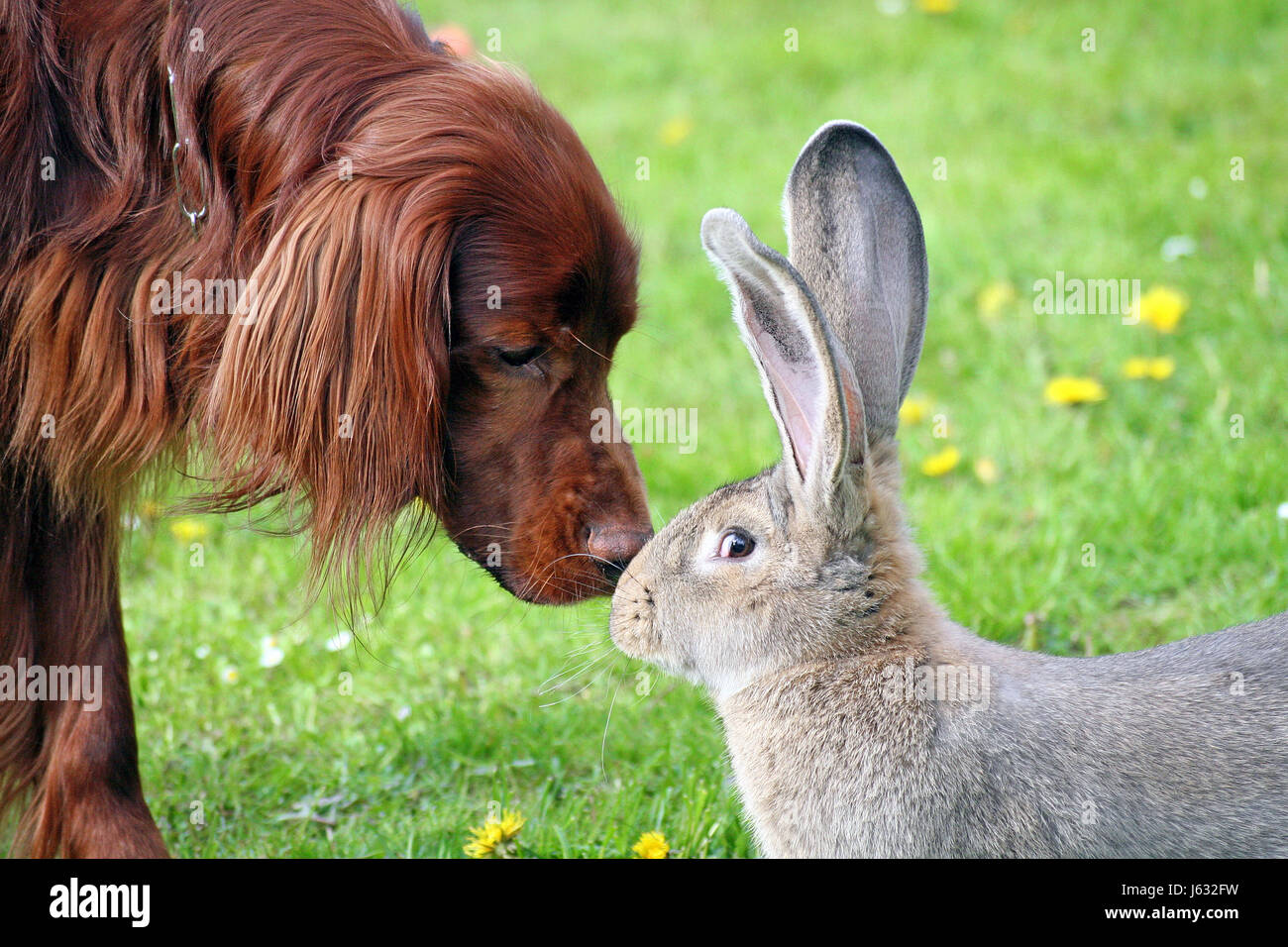 giant hare irish dog hound german bunny pet brown brownish brunette ...