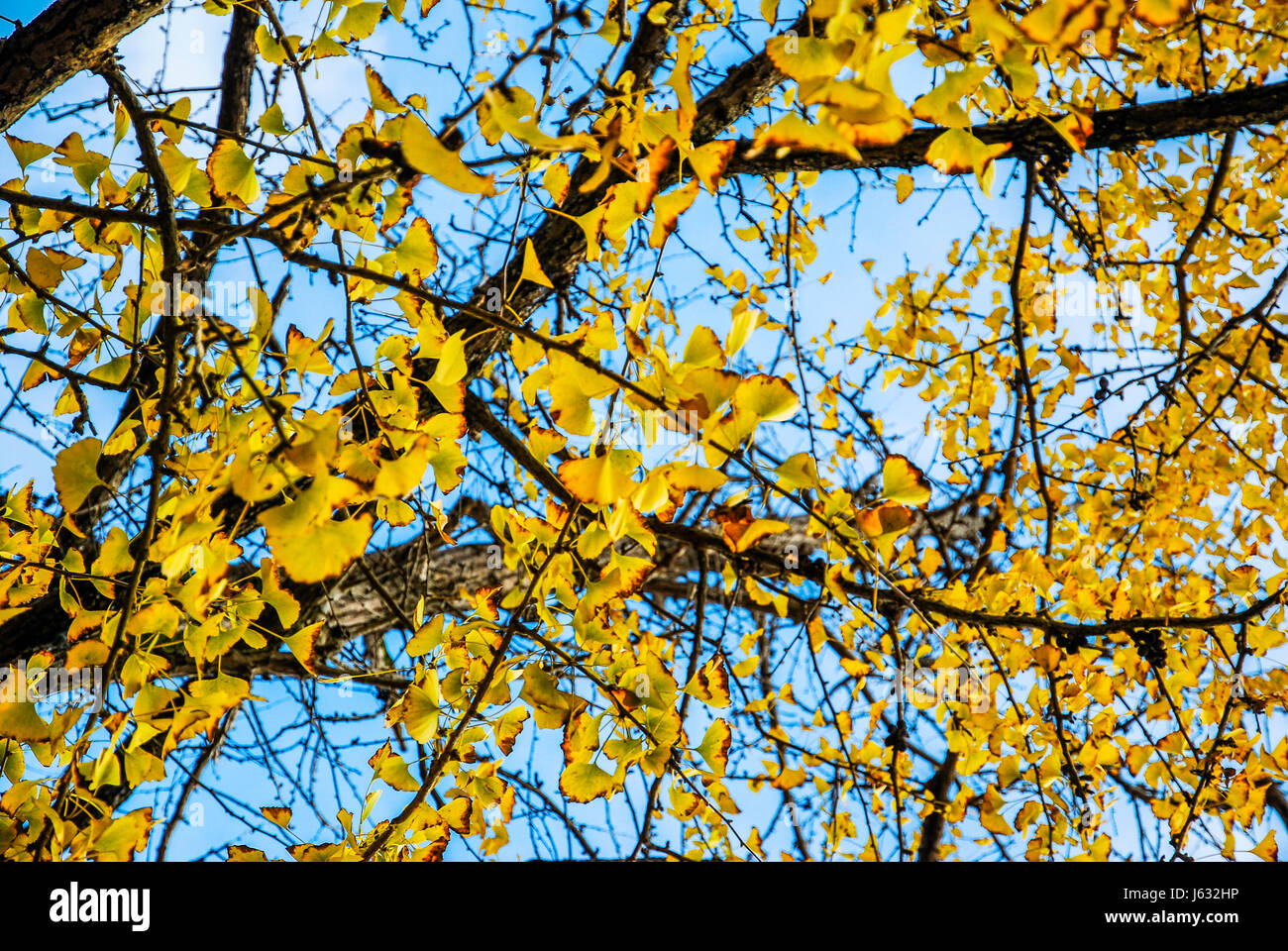 Ginkgo trees in autumn Stock Photo - Alamy