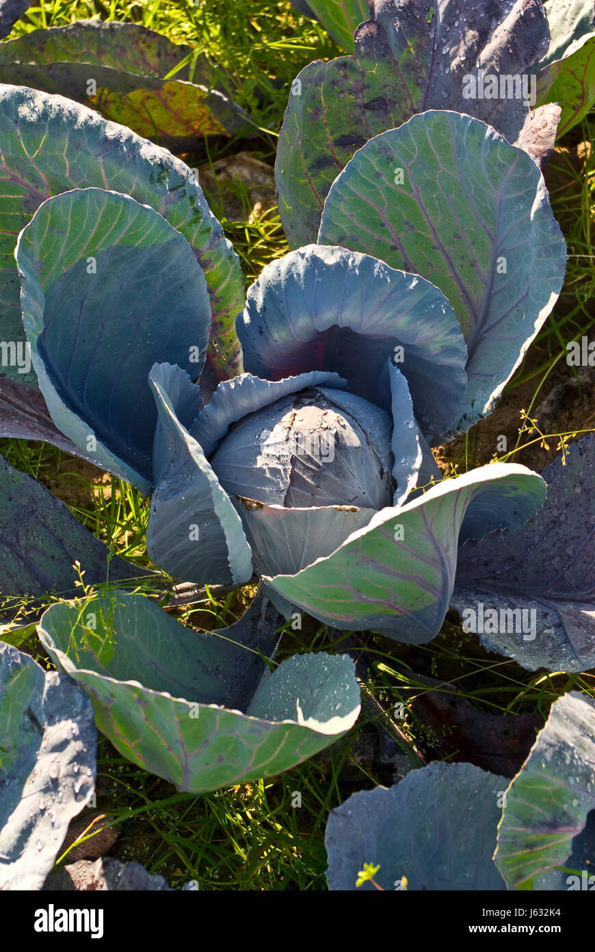 field cabbage blue purple roughage cabbage firmament sky healthy ...