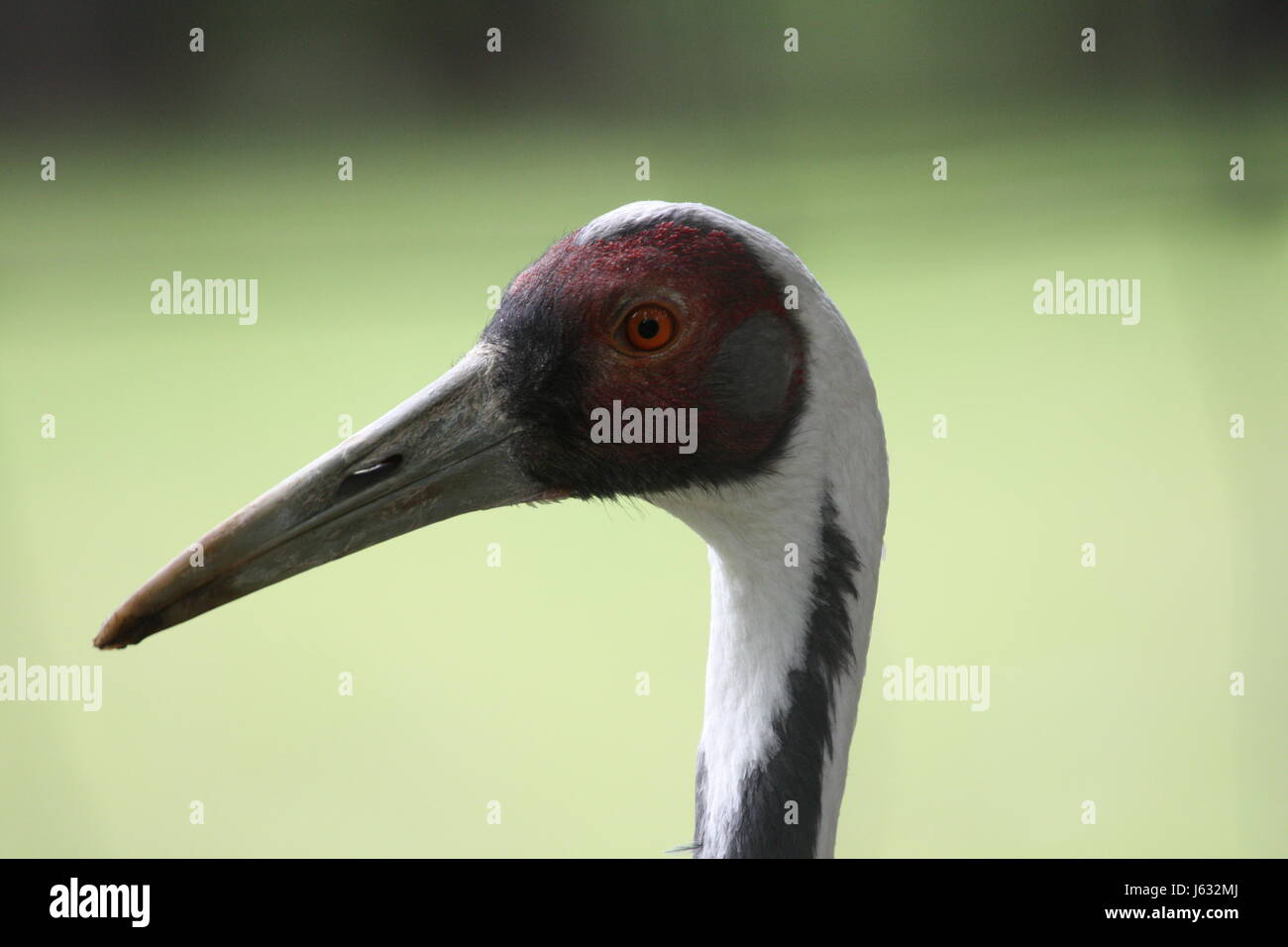 bird birds crane gravel salute greeting bird asia birds asiatic crane ...