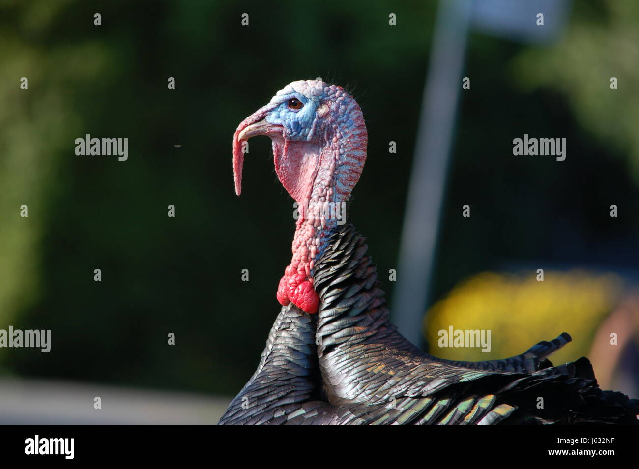 Wild turkey wandering around the streets of the Monclair Hills in ...