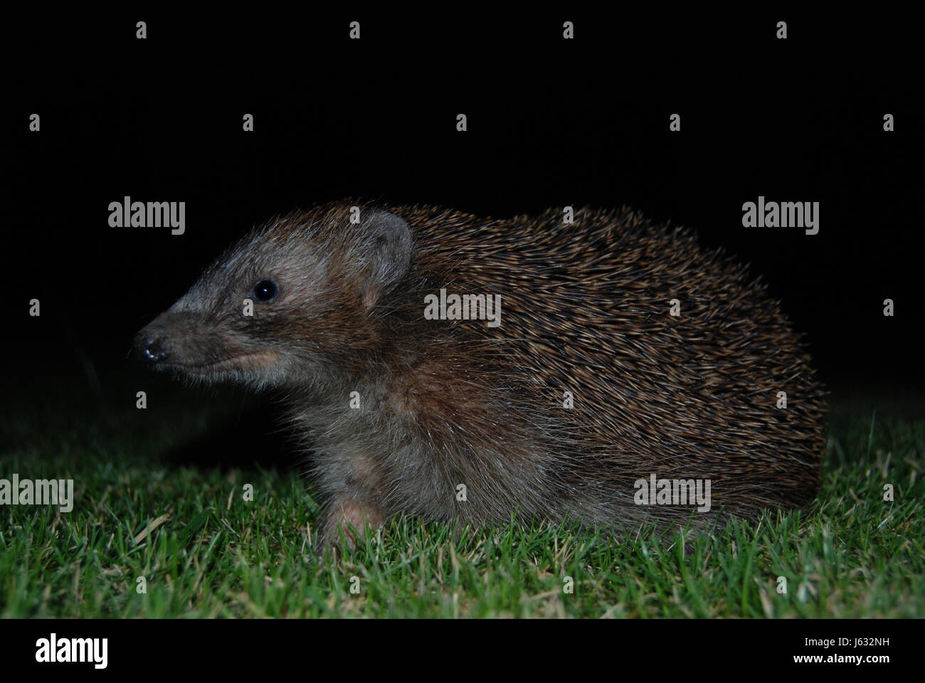 garden animal wild shy sting hedgehog gardens insectivore insectivorous ...