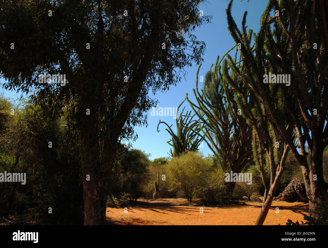 thorns dry dried up barren forest tree plant africa bushes thorns heat ...