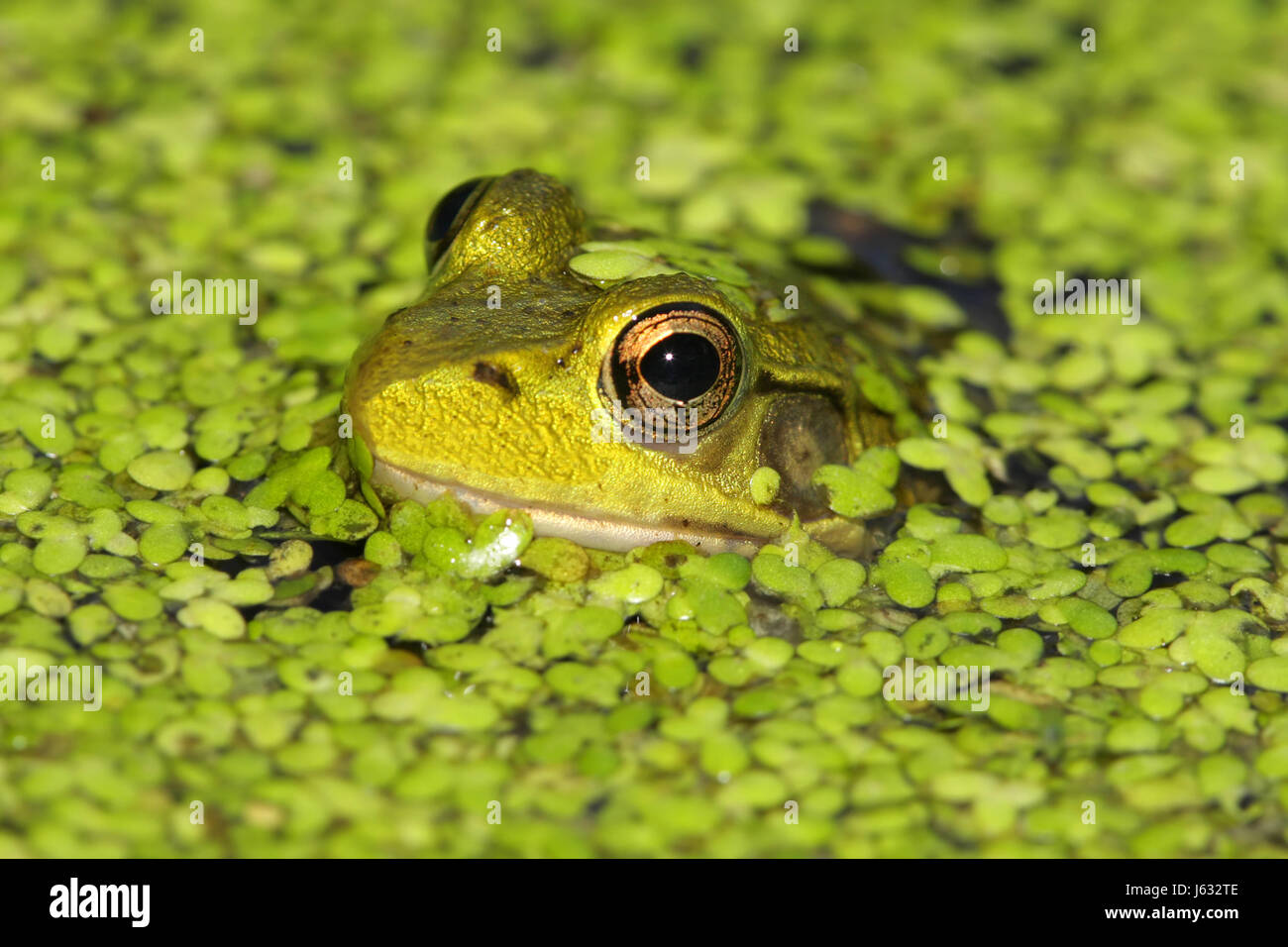 reptile amphibian spring bouncing bounces hop skipping frisks jumping ...