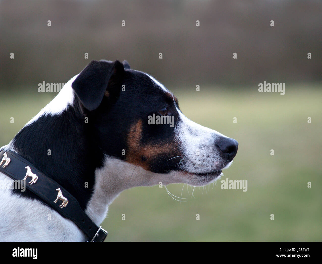 pet look glancing see view looking peeking looking at skin dog ...