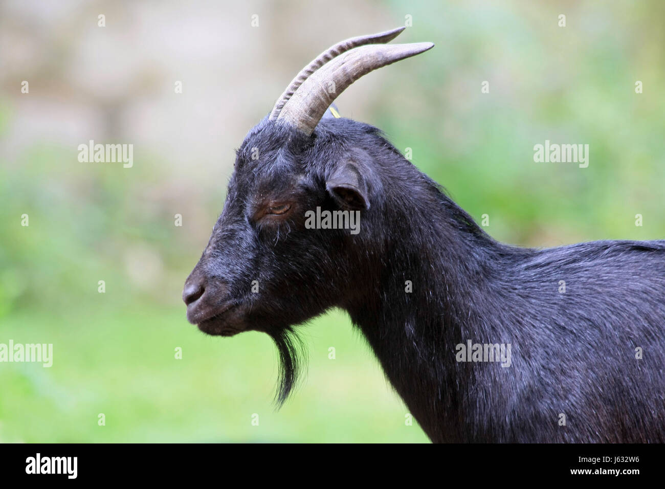 animal pet goat eye organ look glancing see view looking peeking ...