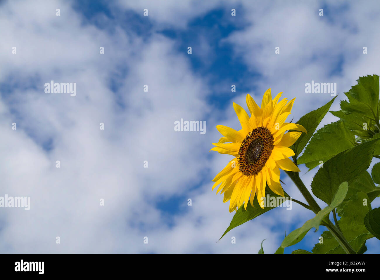 worms eye flower sunflower plant firmament sky clouds worms eye blue ...