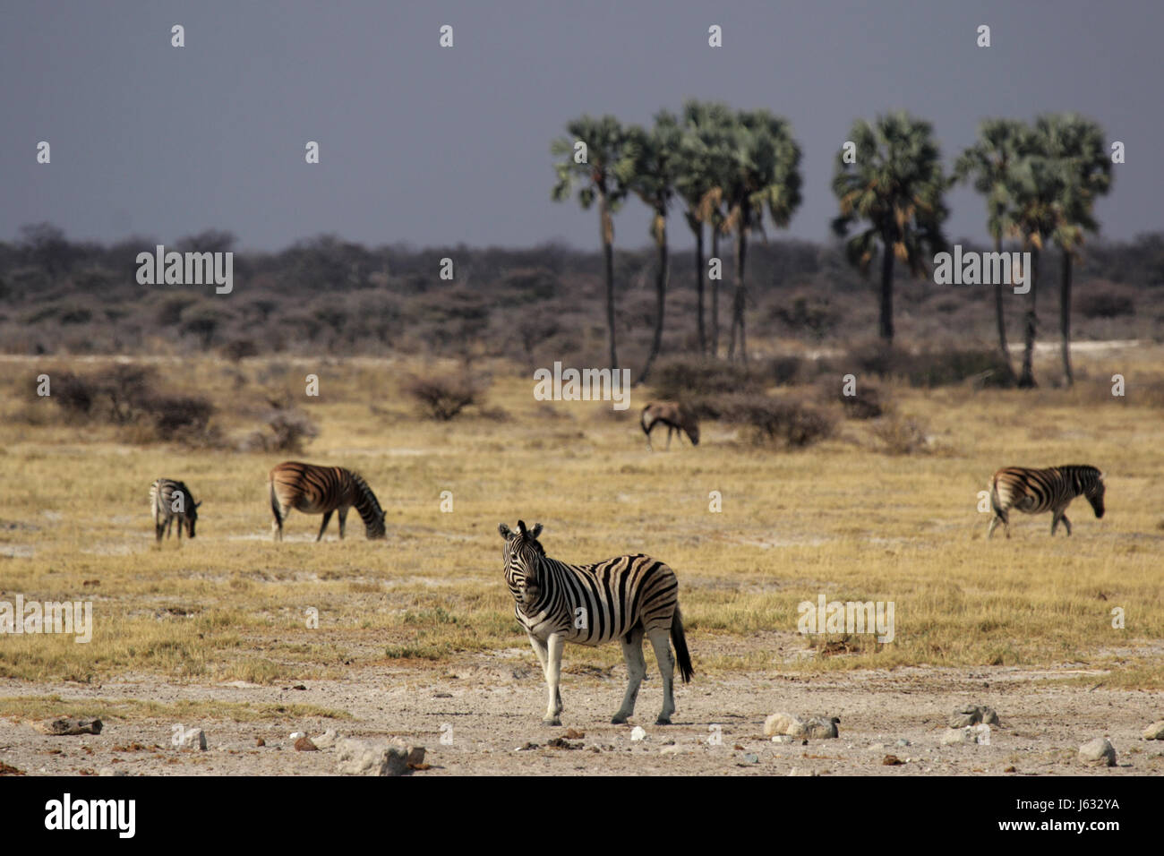 africa savannah steppe zebra wildlife safari tree animal mammal africa ...