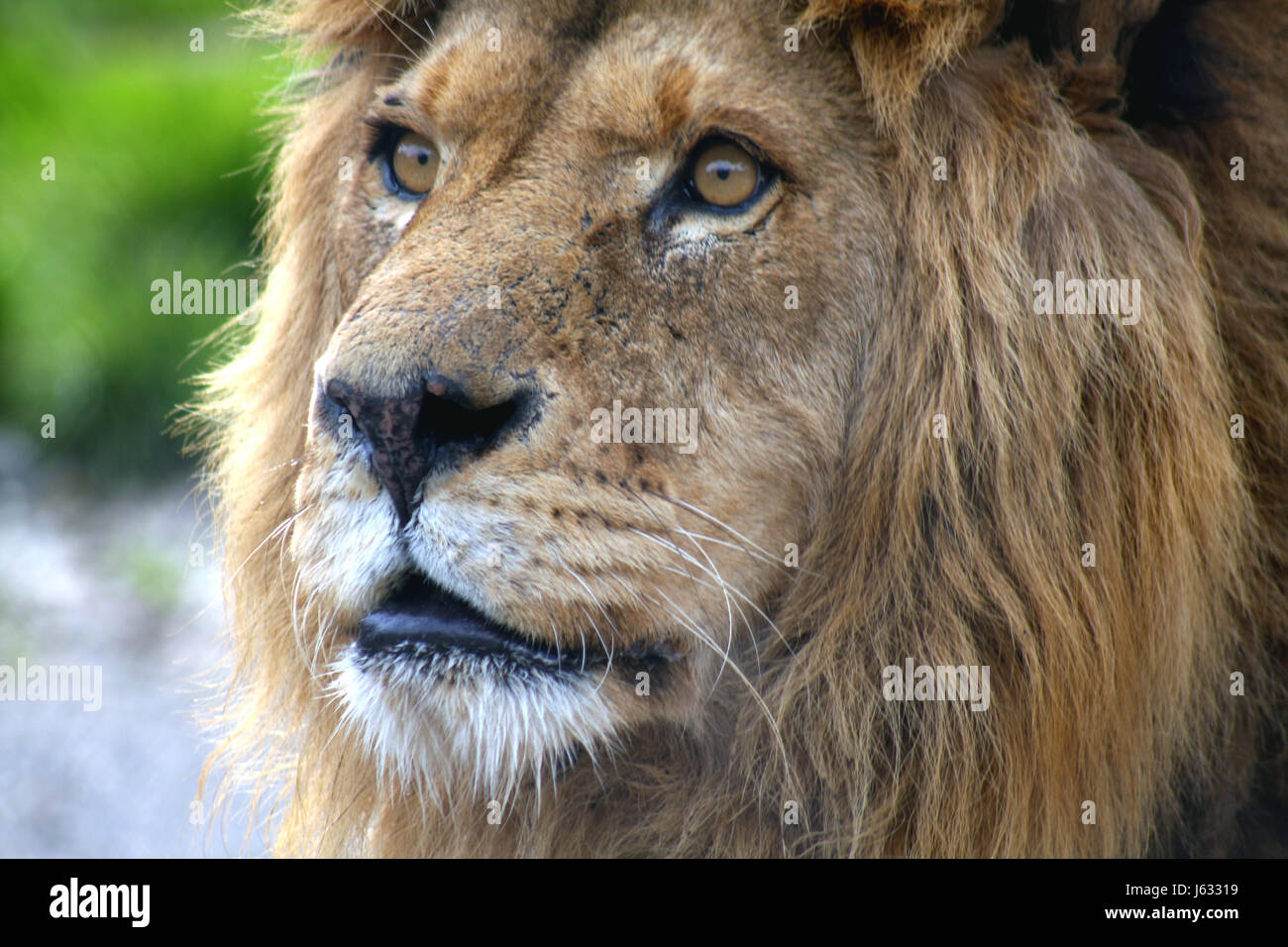 lion cat big cat feline predator predator felinely mouth lion cat big ...