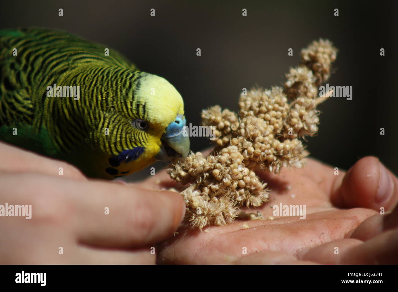 hand pet to gorge engulf devour budgerigar child hand hand fodder pet ...