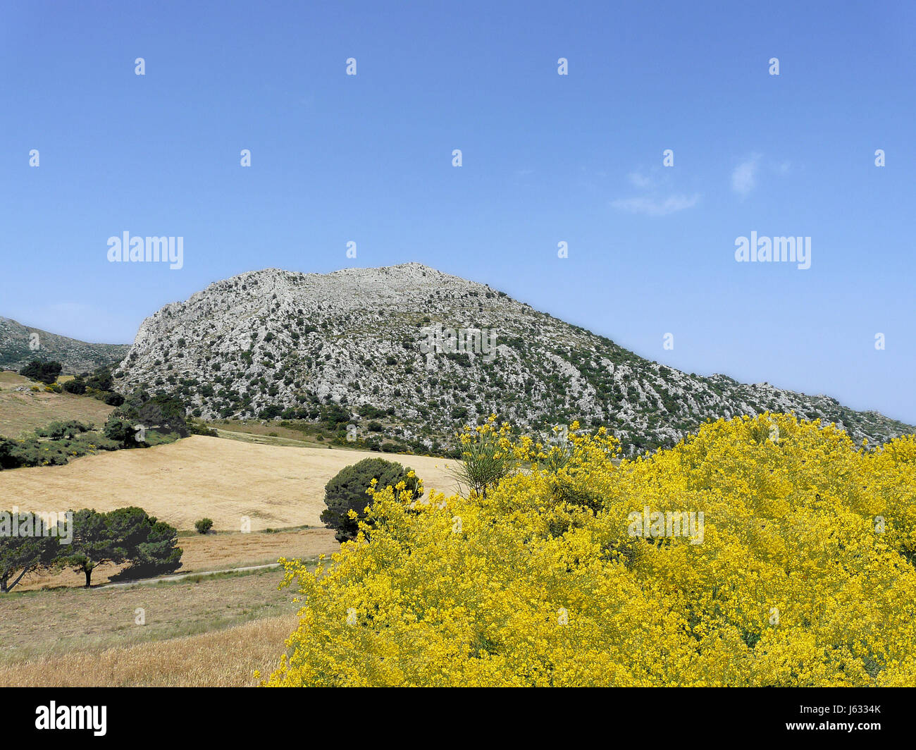 tree field rock broom bloom blossom flourish flourishing path way ...