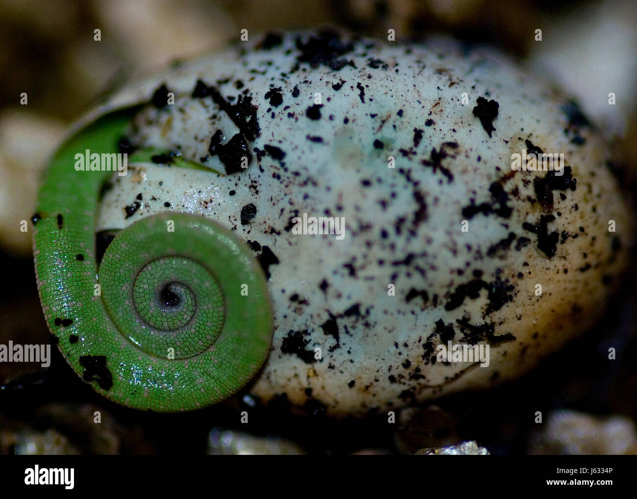 Chameleon egg hi-res stock photography and images - Alamy