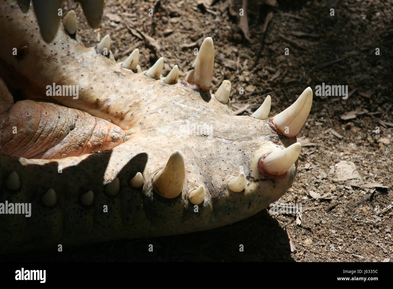 mouth teeth crocodile bit australia pointed opened dangerous teeth ...