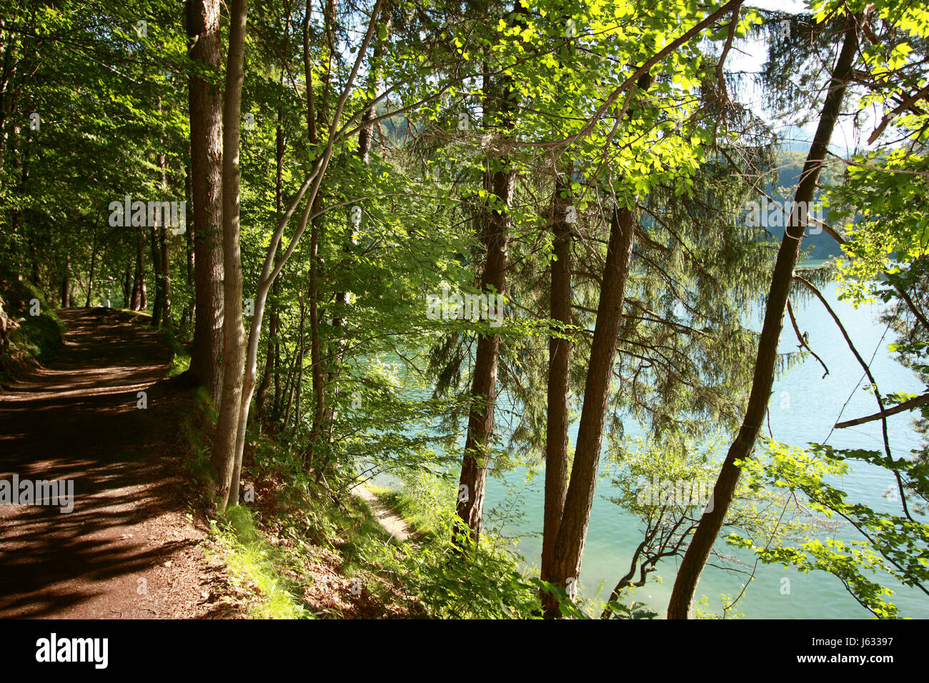 tree trees bavaria tyrol path way salt water sea ocean water bank ...