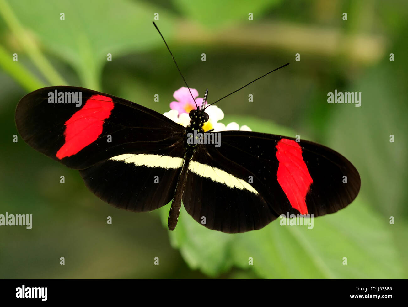 Heliconius erato small postman butterfly red passion flower butterfly ...