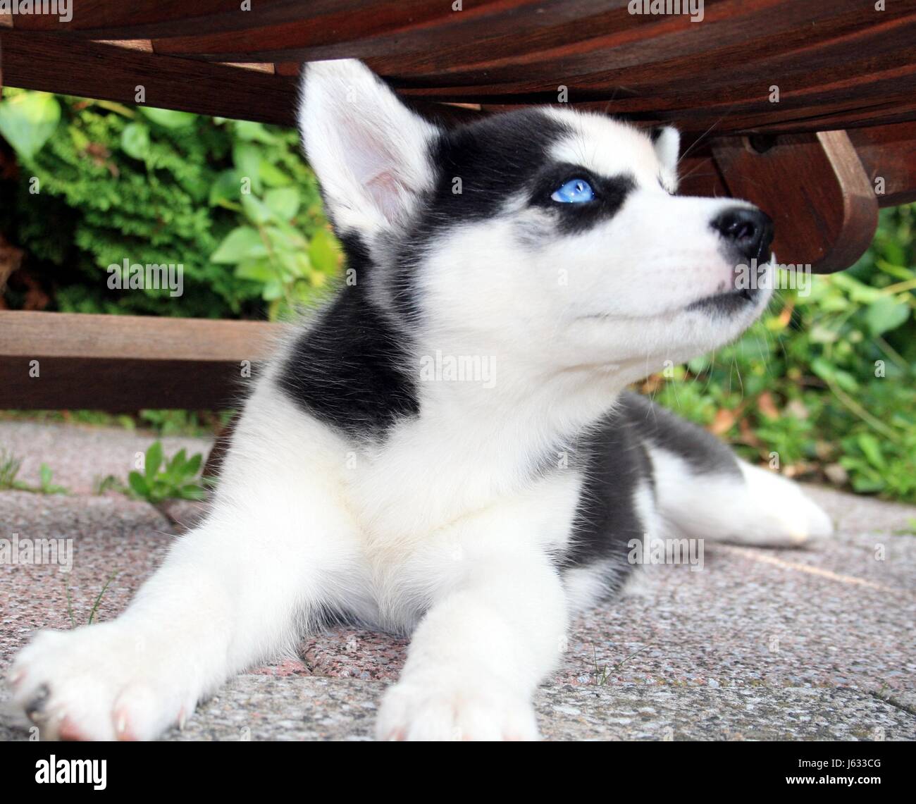 eyes dog dogs puppy dog breeding animal animals eyes dog dogs puppy dog ...