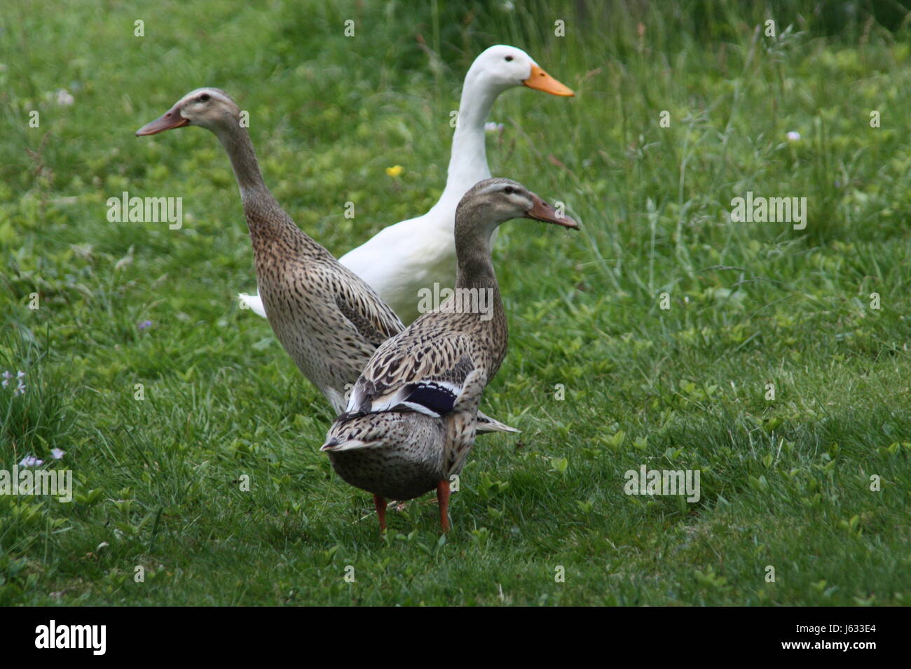 ducks duck animal bird birds beak feathering ducks duck waterfowls ...