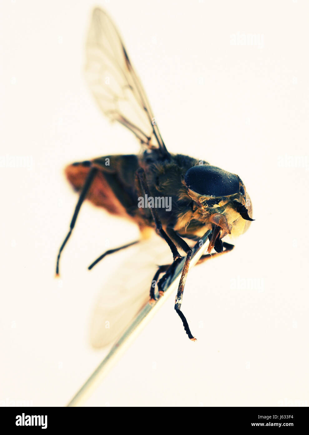 Dead flys hi-res stock photography and images - Alamy