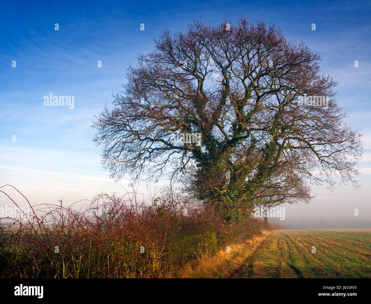 tree fall autumn tree flower rose plant agriculture farming field ...