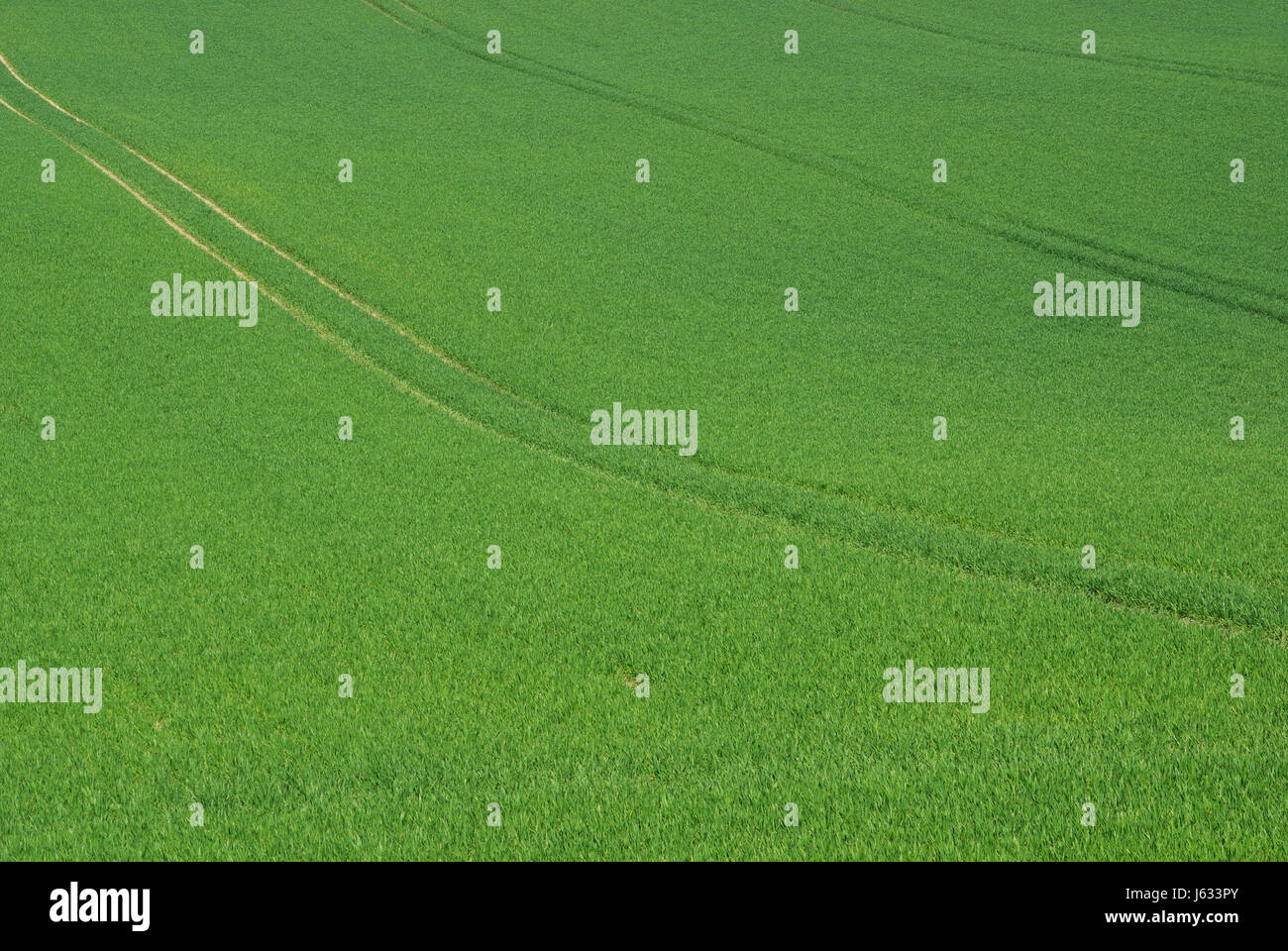 field spring acre track grain field path way grain cereal agrarian ...