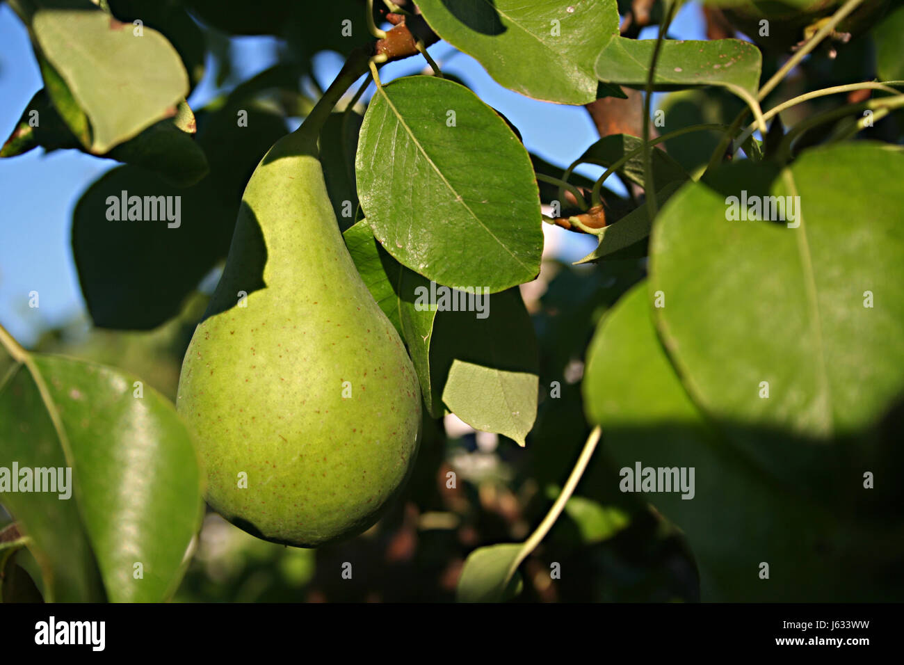 food aliment tree biological fruit pear bulb healthy natural food ...