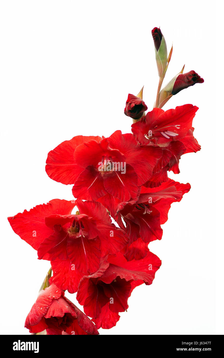 flower plant bloom blossom flourish flourishing flag sword arm weapon ...