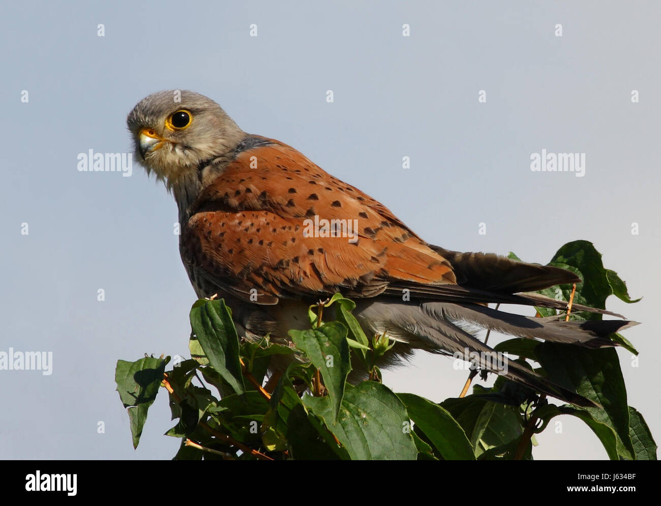 falcon raptor birds of prey kestrel ornithologist hunting chase female ...