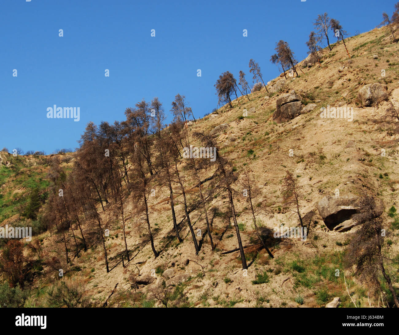 Waldbrandfolgen hi-res stock photography and images - Alamy